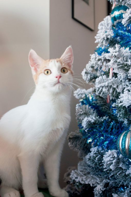 cat christmas peta | Under The Christmas Tree