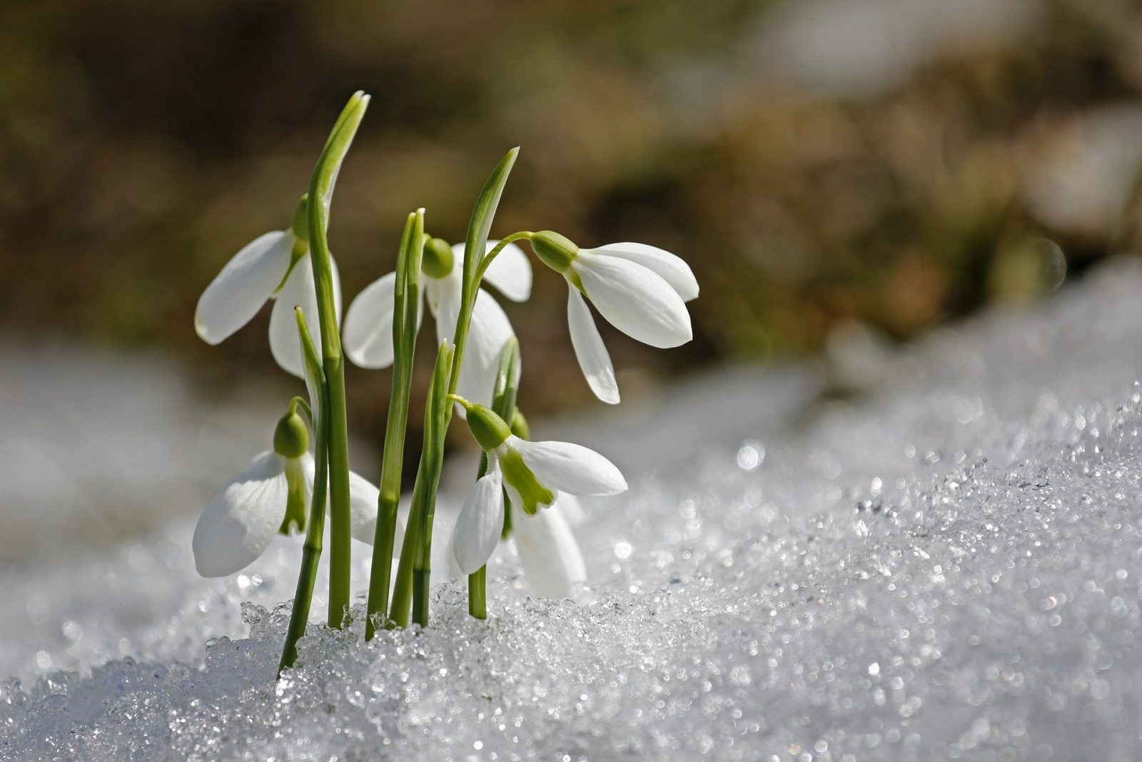 Snowdrops: Everything you need to know about this flower